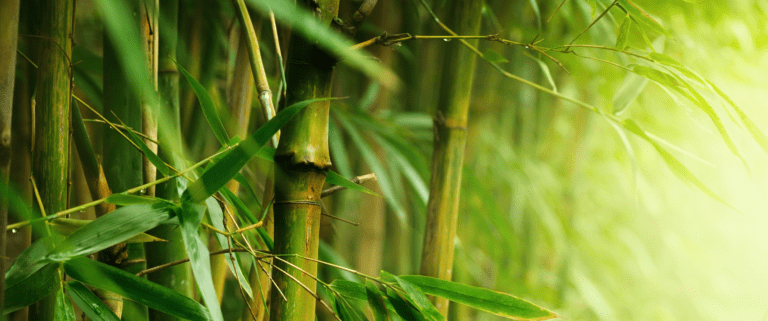 Our Bamboo Church
