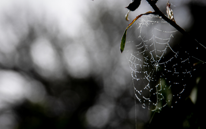 The Miracle of a Spider Web